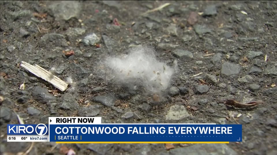 Video: Cottonwood falling everywhere