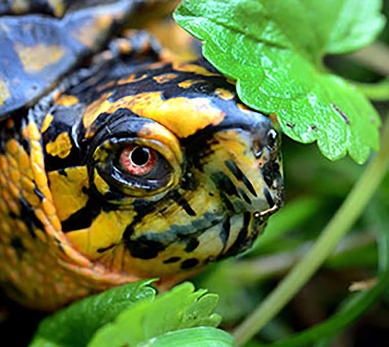 Indiana man seen dancing in roadway while cradling rare turtle arrested ...