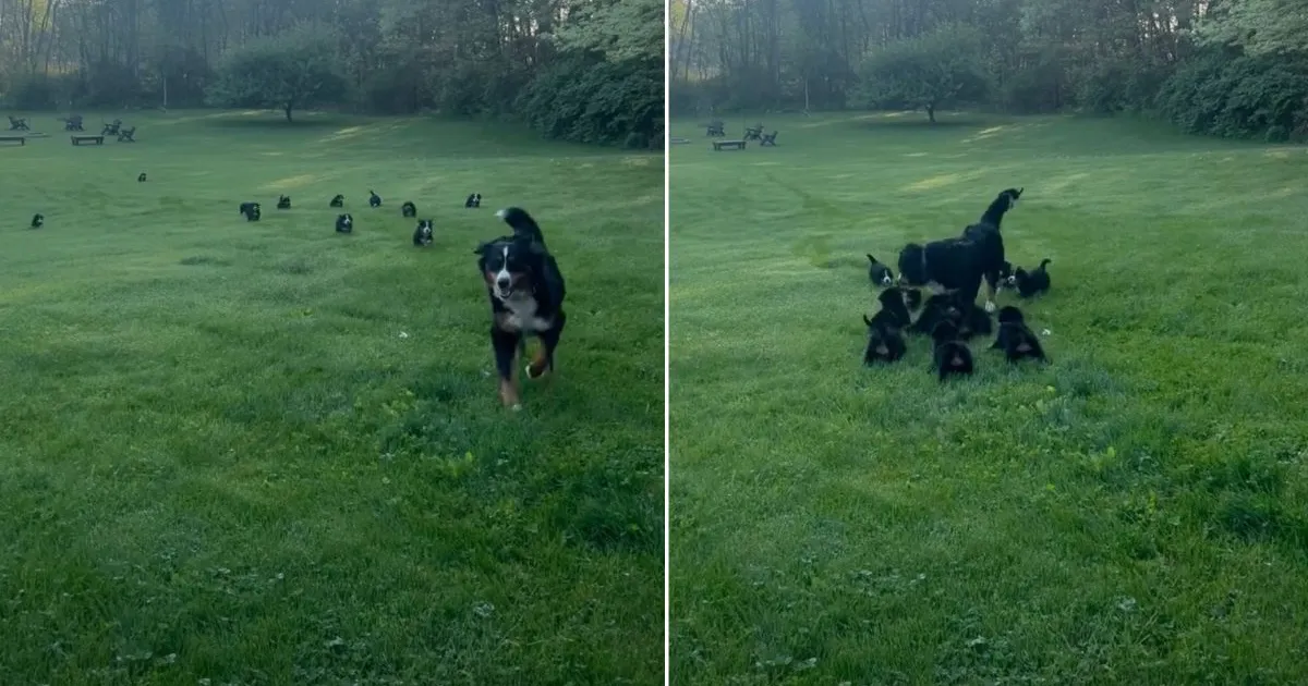 Puppy pack running after mama dog in big field is heavenly