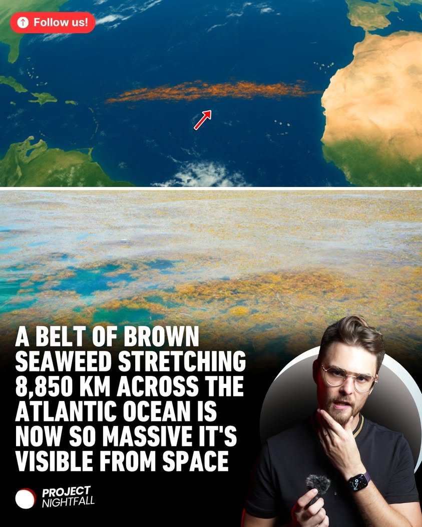 Ocean horror: A floating continent of toxic seaweed suffocates coasts ...