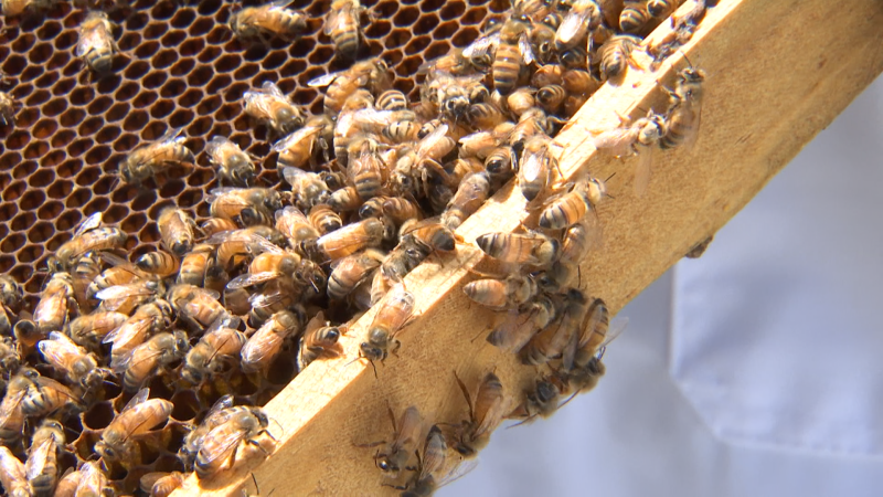 AI robotic beehive system implemented in Pasco County