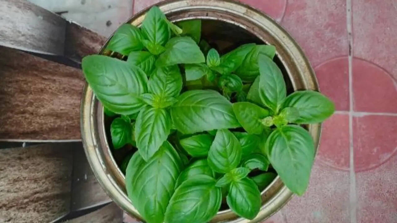Indian gardeners are using old buckets, paint cans, and rice bags to ...