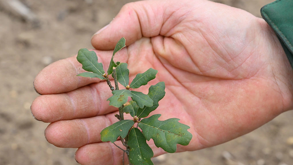 Elongated canopy gaps found to aid oak forest regeneration
