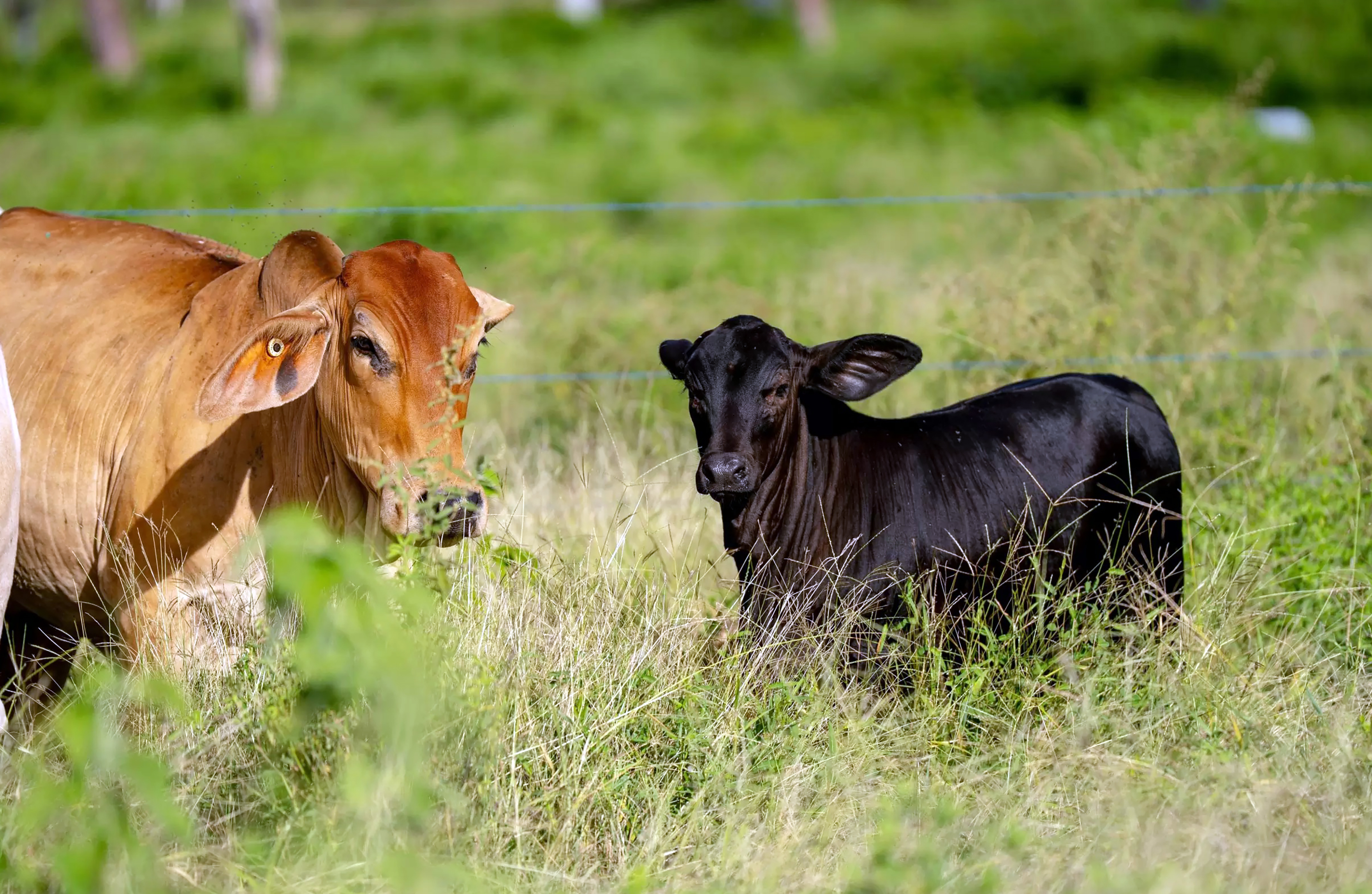 Premier Collinsville cattle property Panhandle hits the market