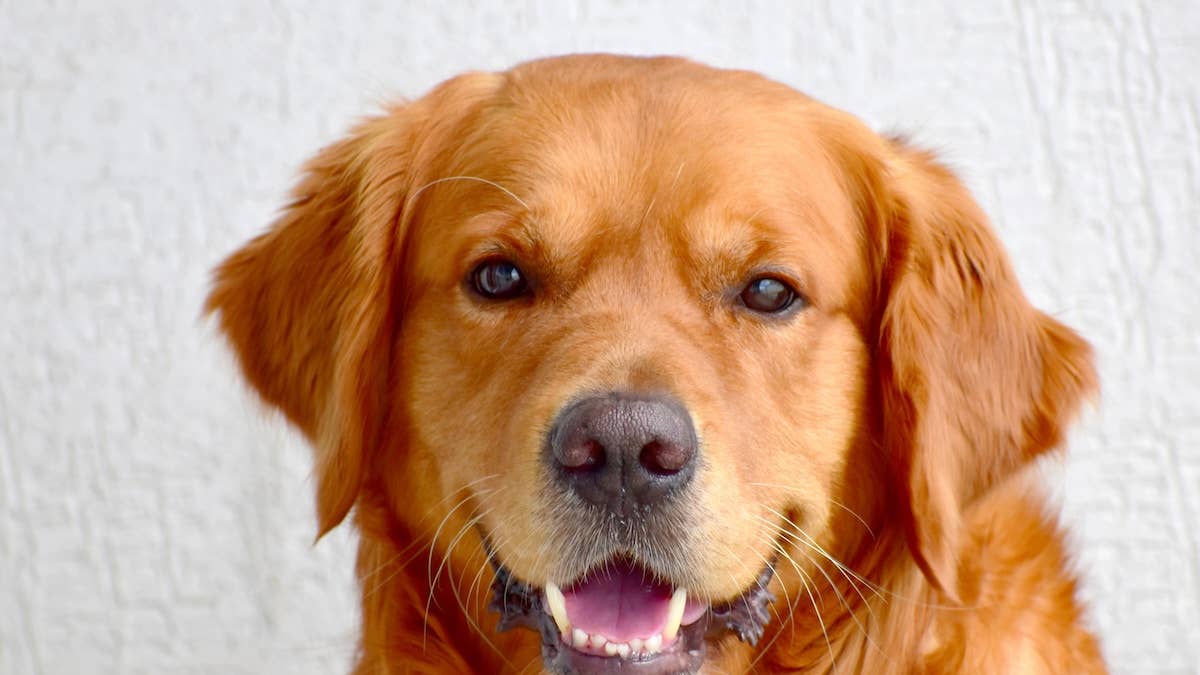 This golden retriever howls along to the keyboard like she’s singing ...