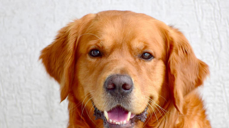 This golden retriever howls along to the keyboard like she’s singing ...