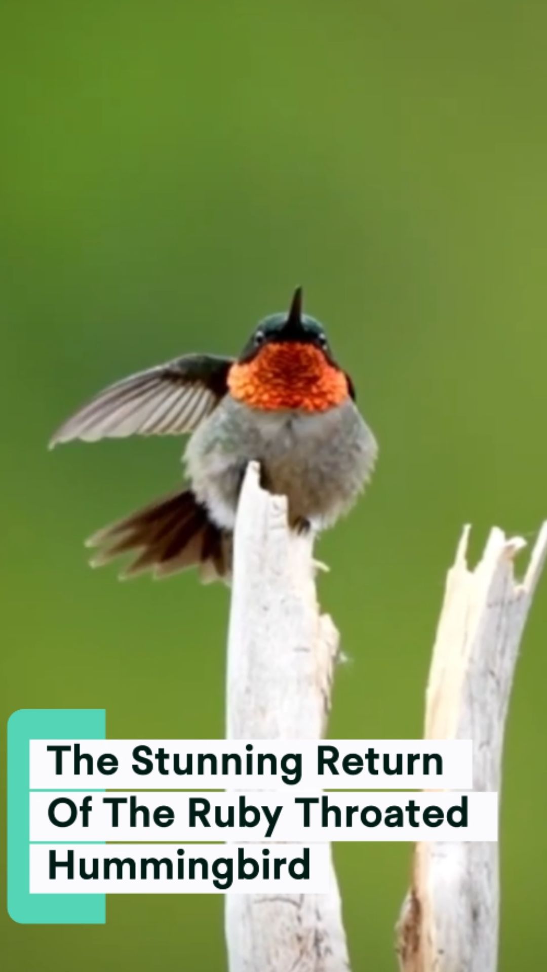 The stunning return of the ruby-throated hummingbird