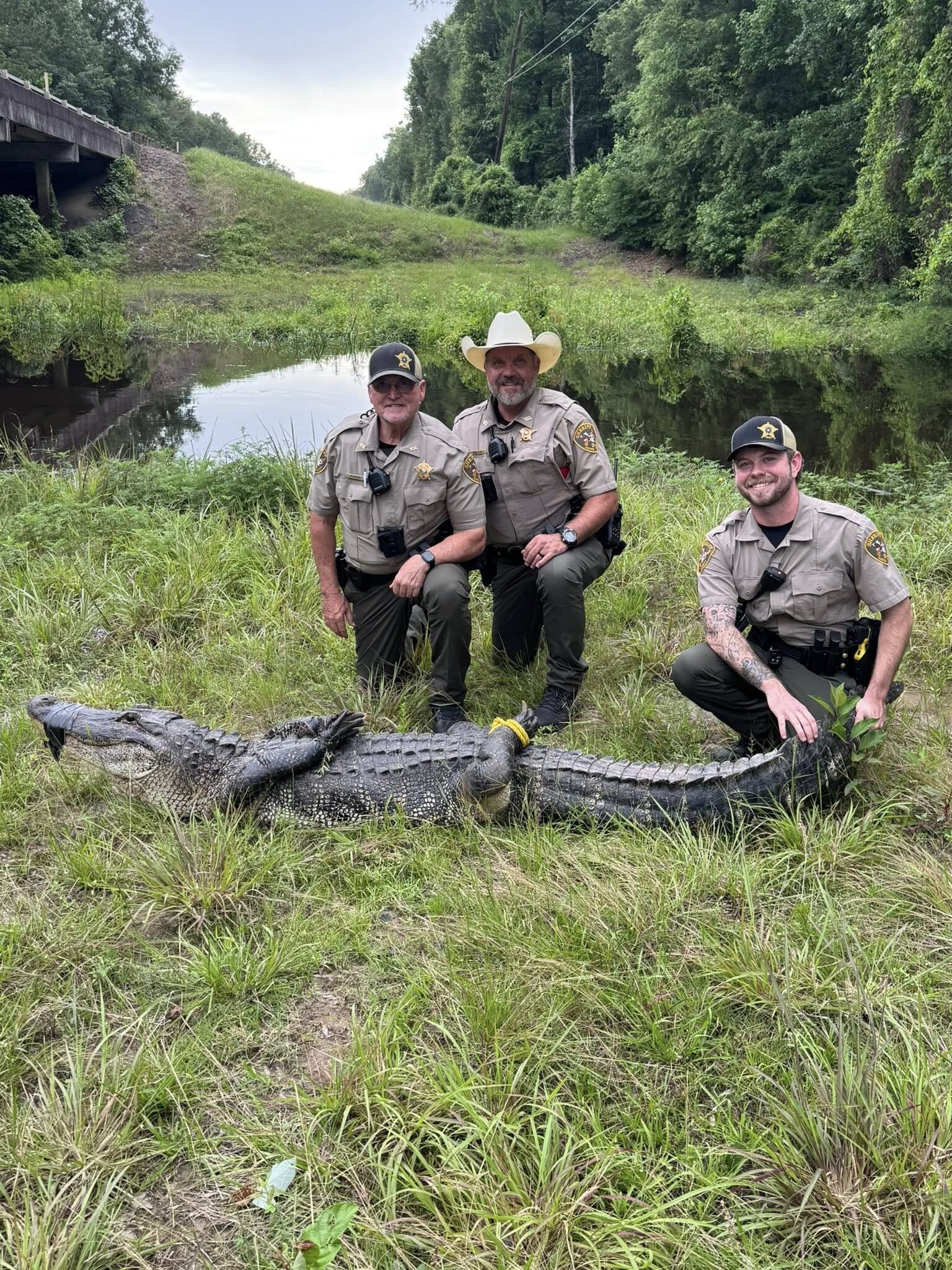 Later, gator: Jasper County deputies capture traffic-blocking reptile
