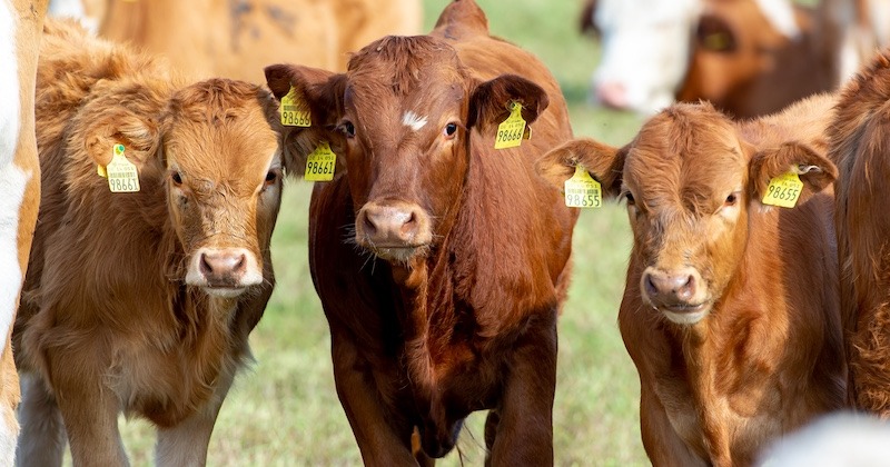 Ohio scientists: Cattle virus could be transmitted in humans