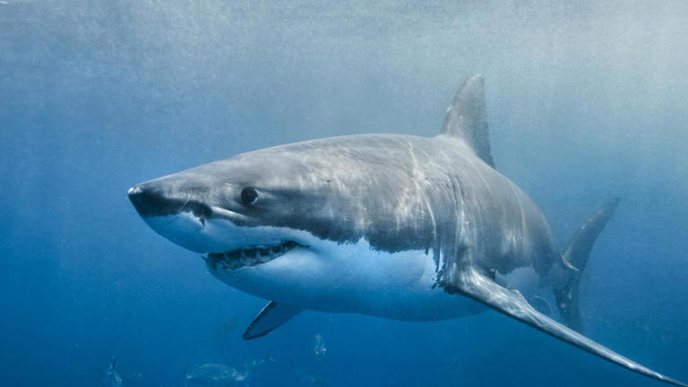 Sharknado: Fresh warning for beachgoers