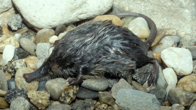 Trumpet rats use their long snout as a snorkel underwater, and they can ...
