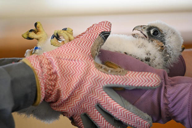 4 peregrine falcon chicks banded at Pitt's Cathedral of Learning
