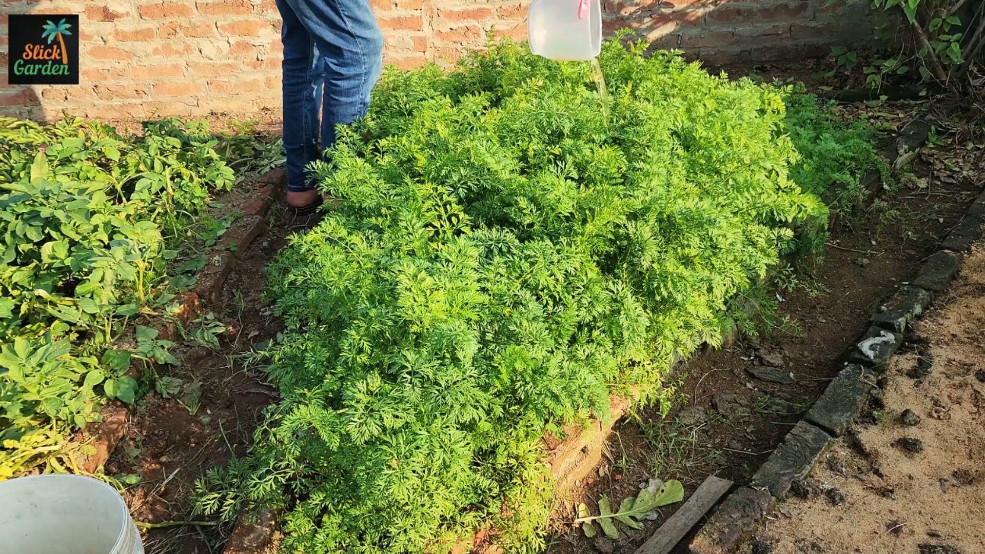 How to make free organic liquid fertilizer from vegetable scraps