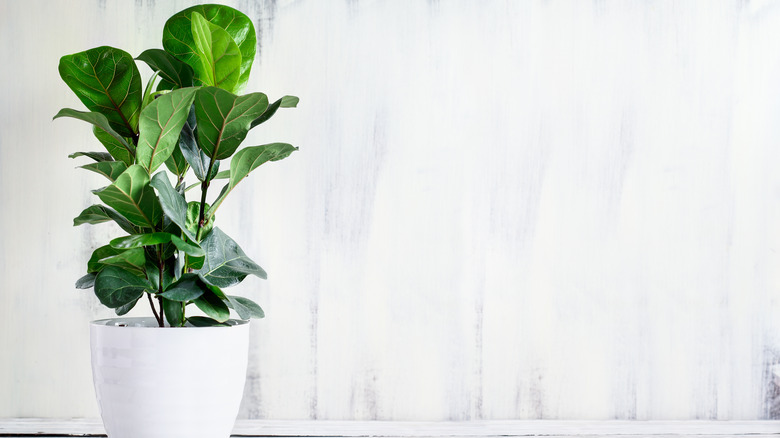 15 ficus plants that will bring nature into your home