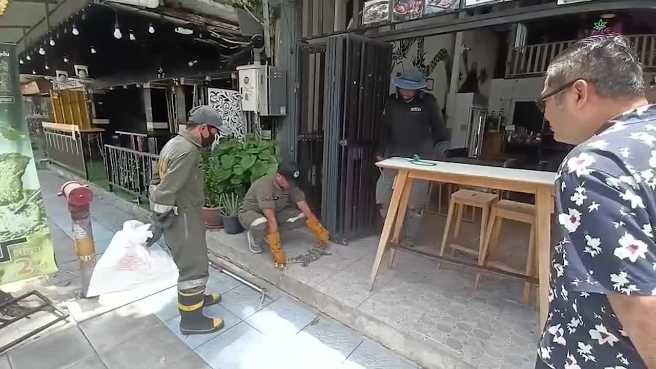 Rescue team saves injured monitor lizard hiding inside restaurant