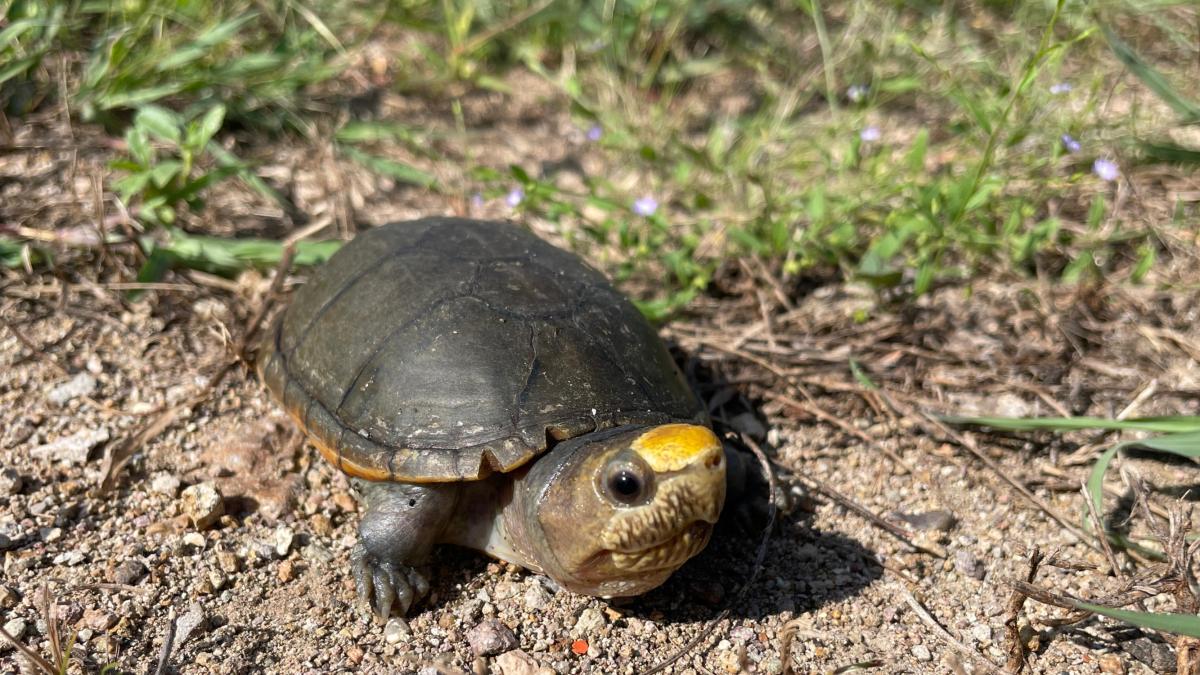 Tras denuncia, Profepa realiza acciones de protección para tortuga ...
