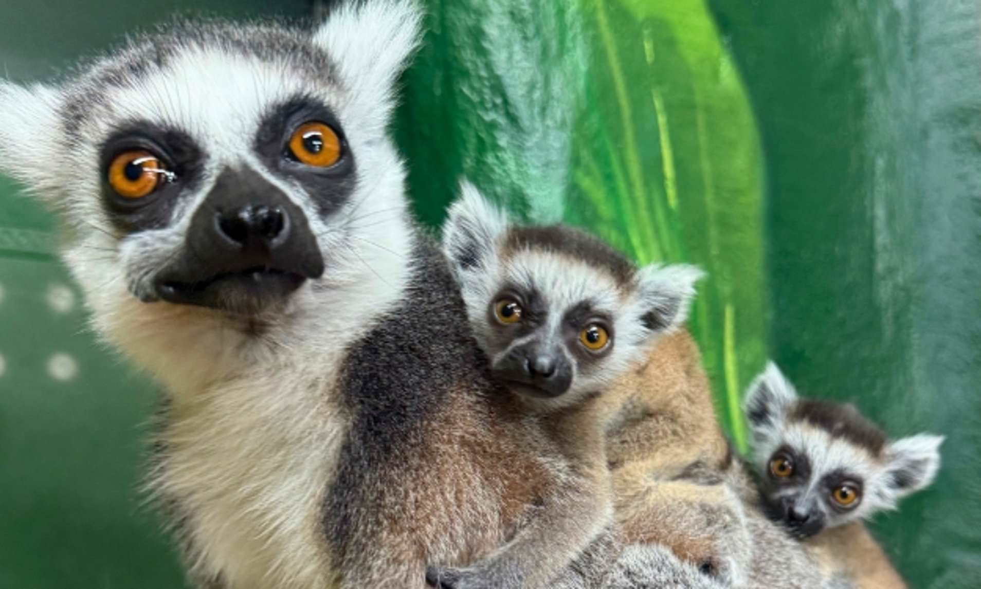 UK zoo welcomes not one but two ring-tailed lemur babies