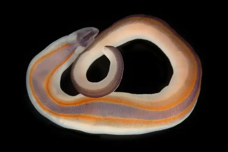 Scientists found over 1,100 new ocean species including a worm that ...