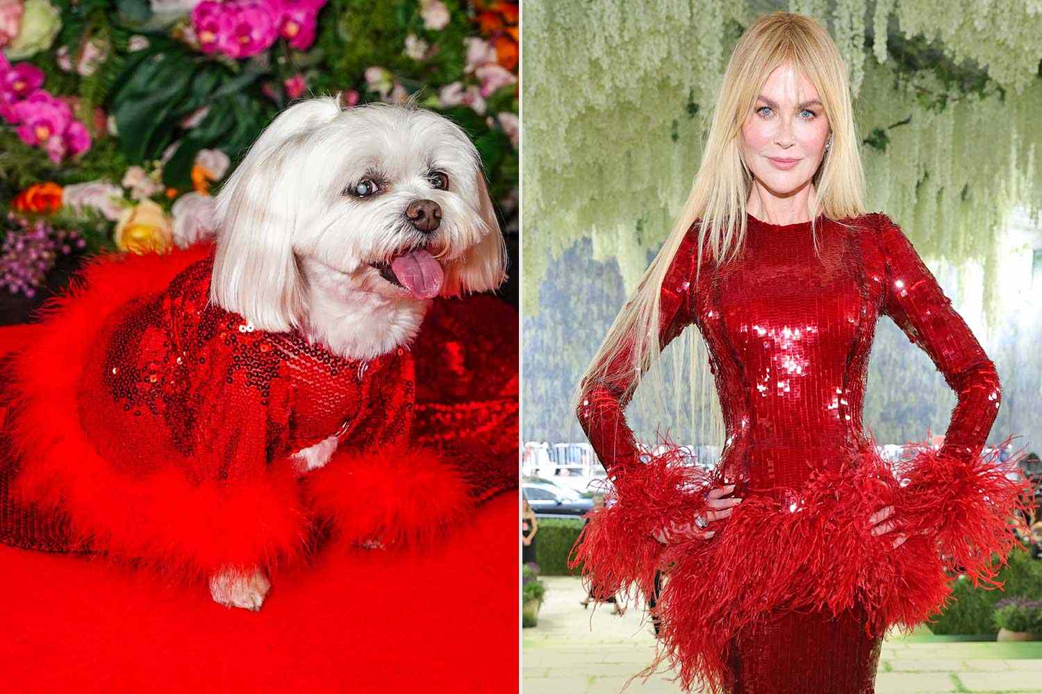 Fashionable dogs recreate the 2026 Met Gala’s most iconic looks at the ...