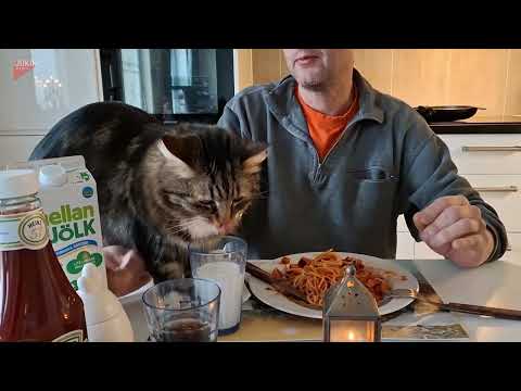 Cat takes over dad's glass and drinks milk from it