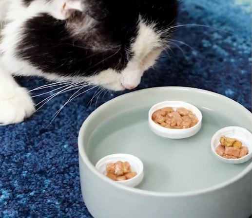 Relaxing cat care tips to ease your mind