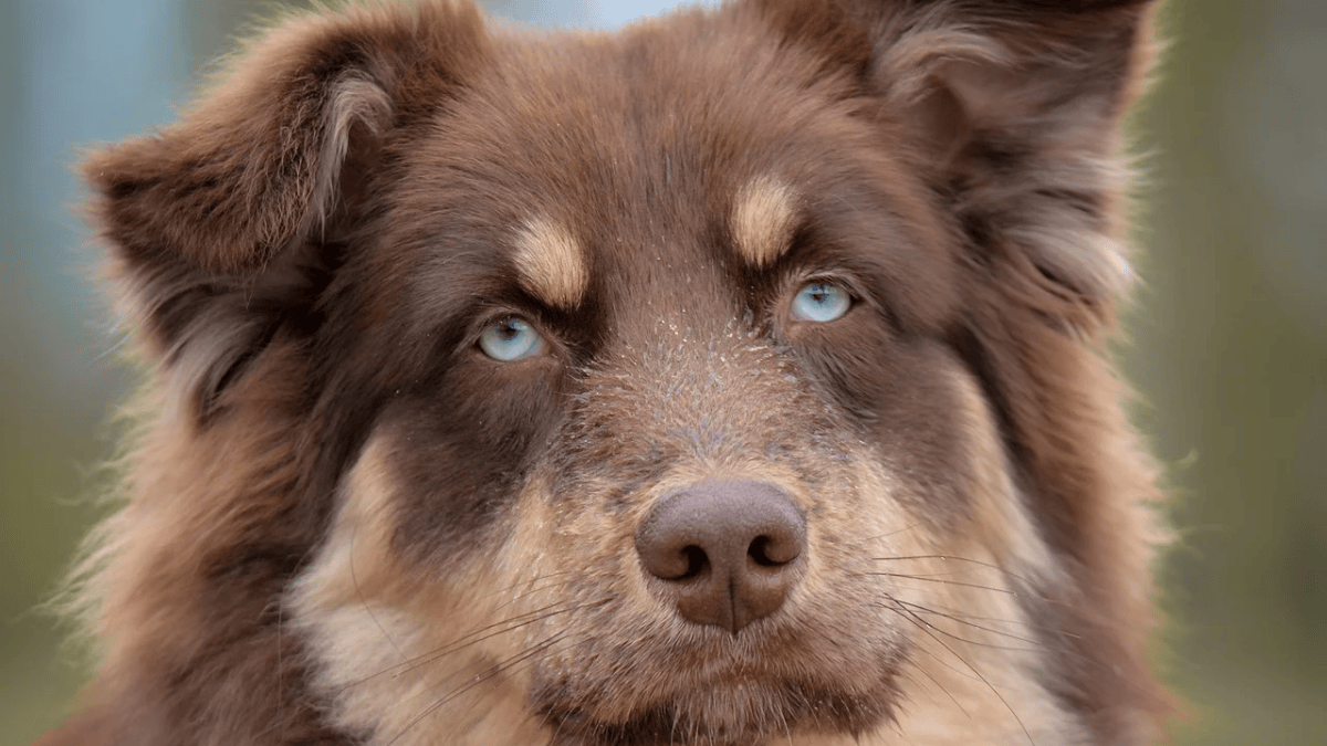 Why positive reinforcement works better for dogs, according to trainers