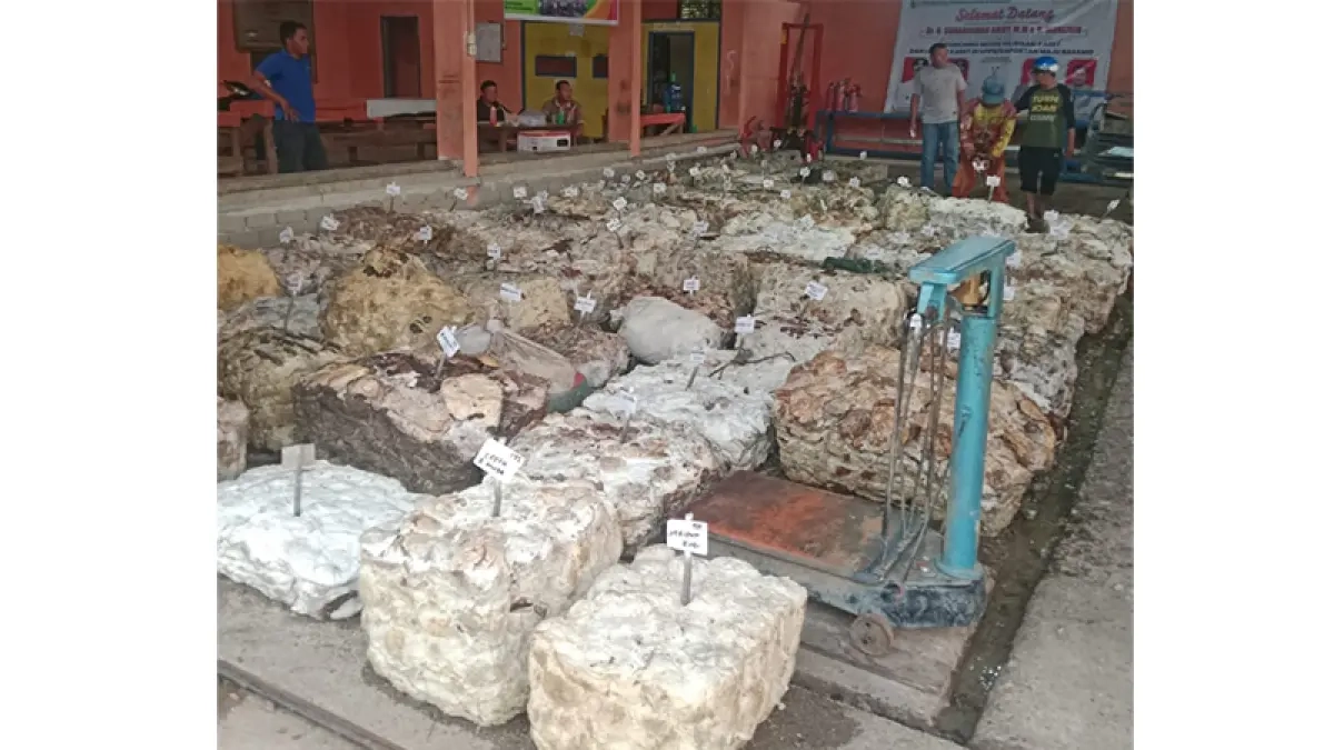 Harga karet Kuansing makin nanjak, pekan ini tembus Rp20.125 per kg