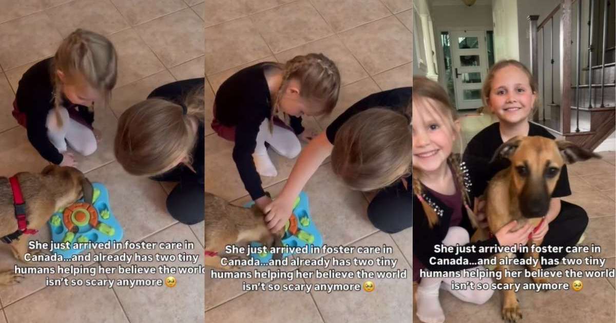 Foster dog realizes the world isn't so scary with little girls by her side