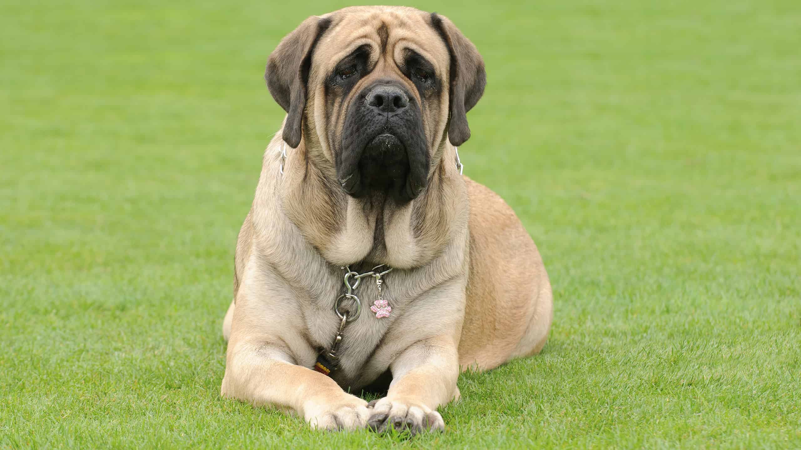 Great Danes are gentle giants, but these 9 large dog breeds are just as ...