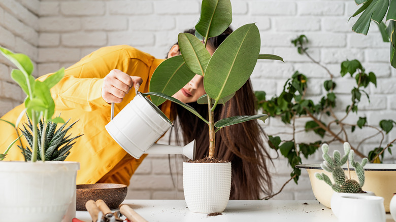 15 ficus plants that will bring nature into your home