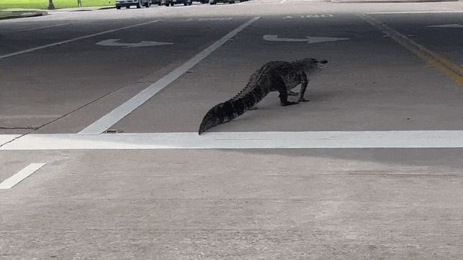 Alligator moseys across busy parkway outside Houston