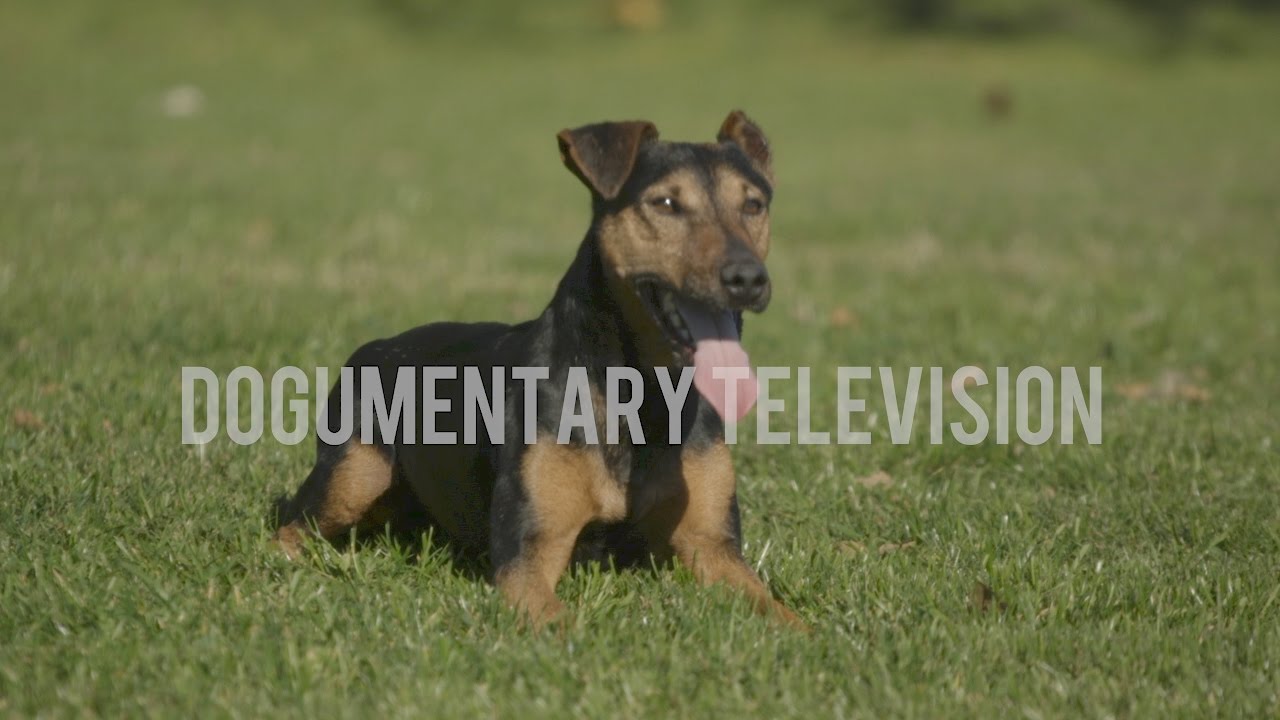 Jagdterrier's the ultimate hunter of small game