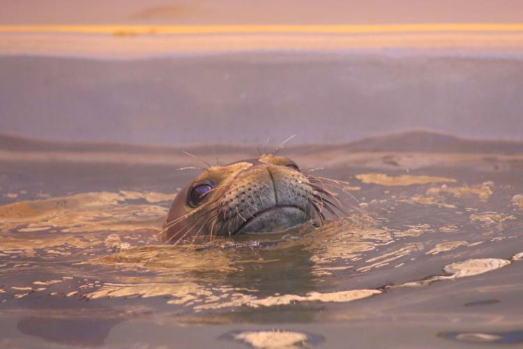 Beloved Hawaiian monk seal found dead off Nanakuli coast