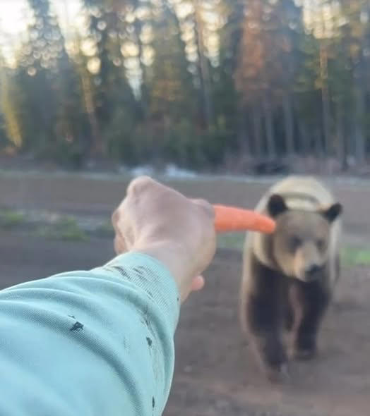 2 men allegedly seen hand-feeding grizzly bear in Smithers BC