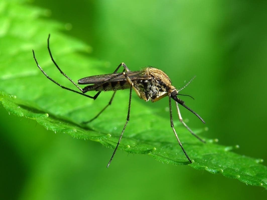 NJ bill would regulate mosquito spraying, require public disclosure of ...
