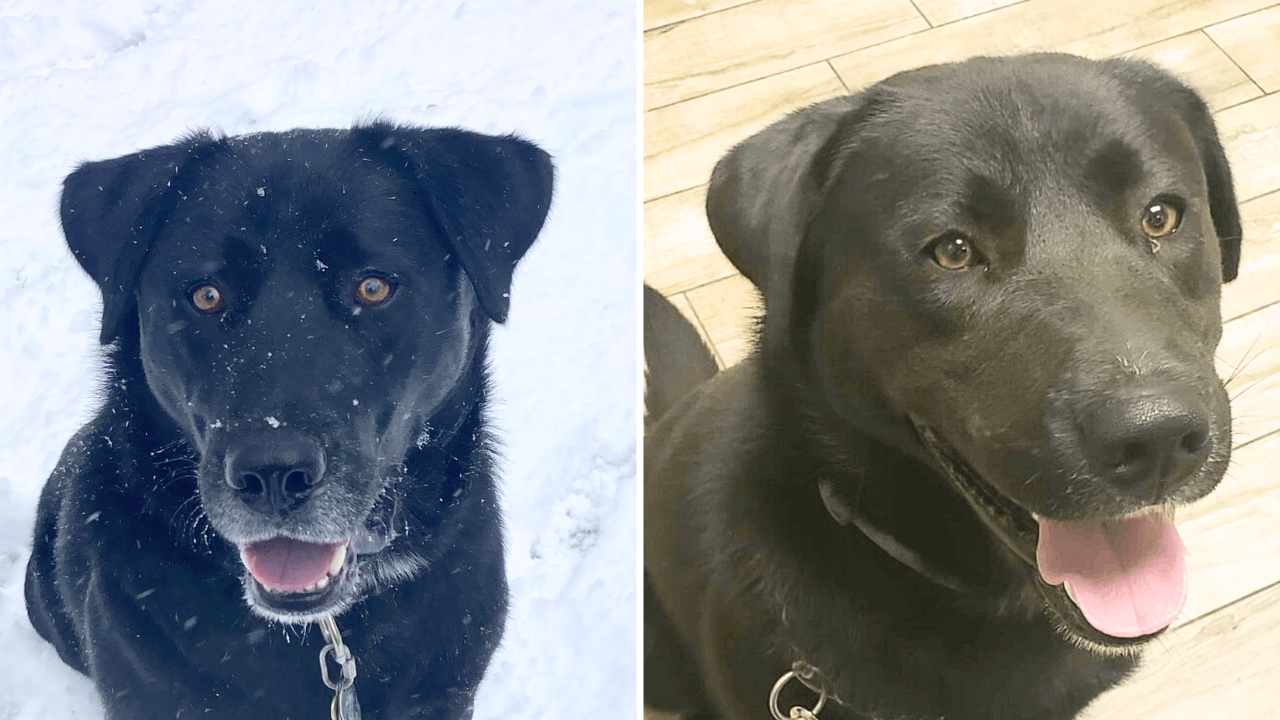 Local pup searching for new home due to owner's health
