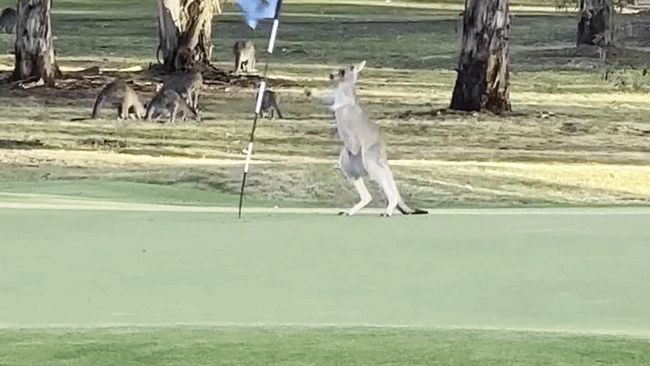 'This guy's not happy with his round': Kangaroo takes on flag at ...
