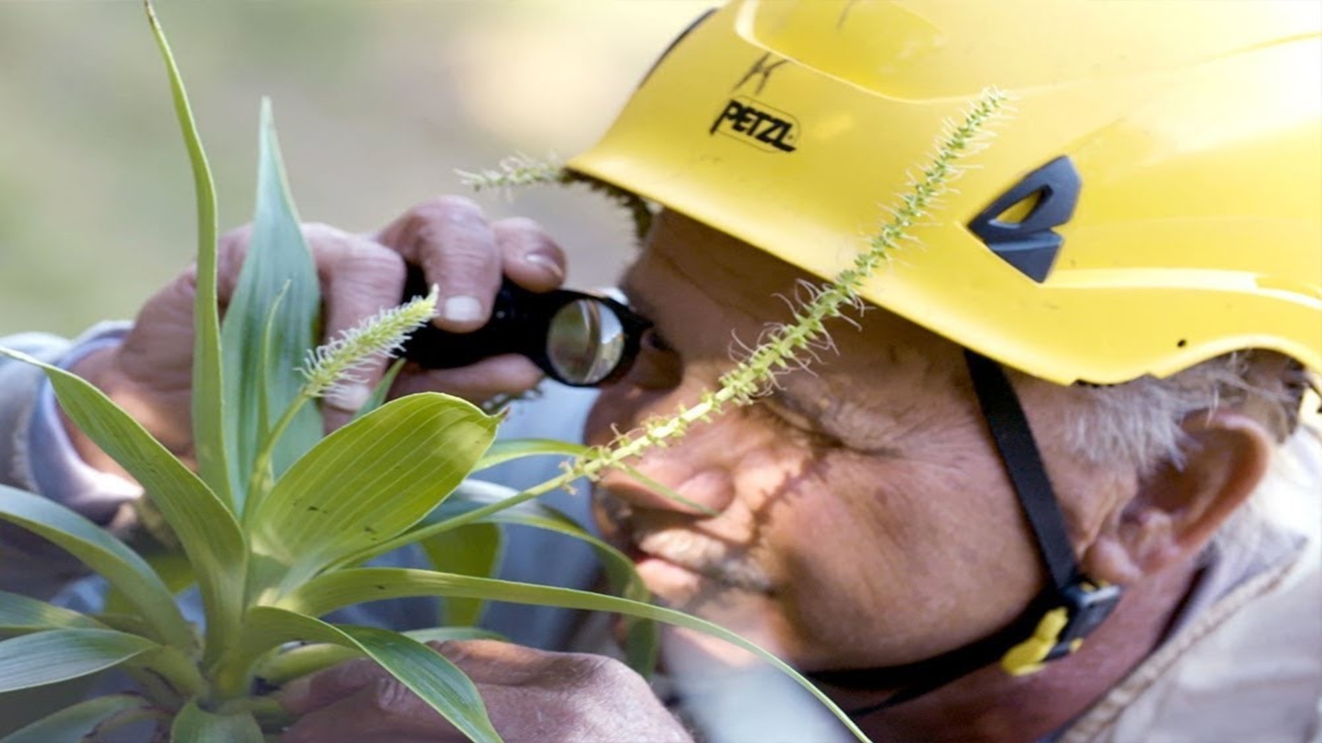 Steve Perlman saving Hawaii’s rarest plants from extinction