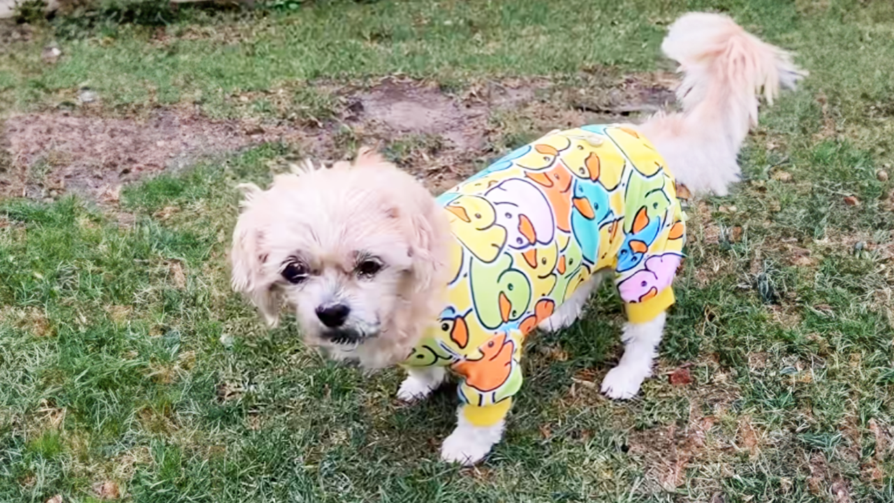 Update on foster dog Polly’s progress