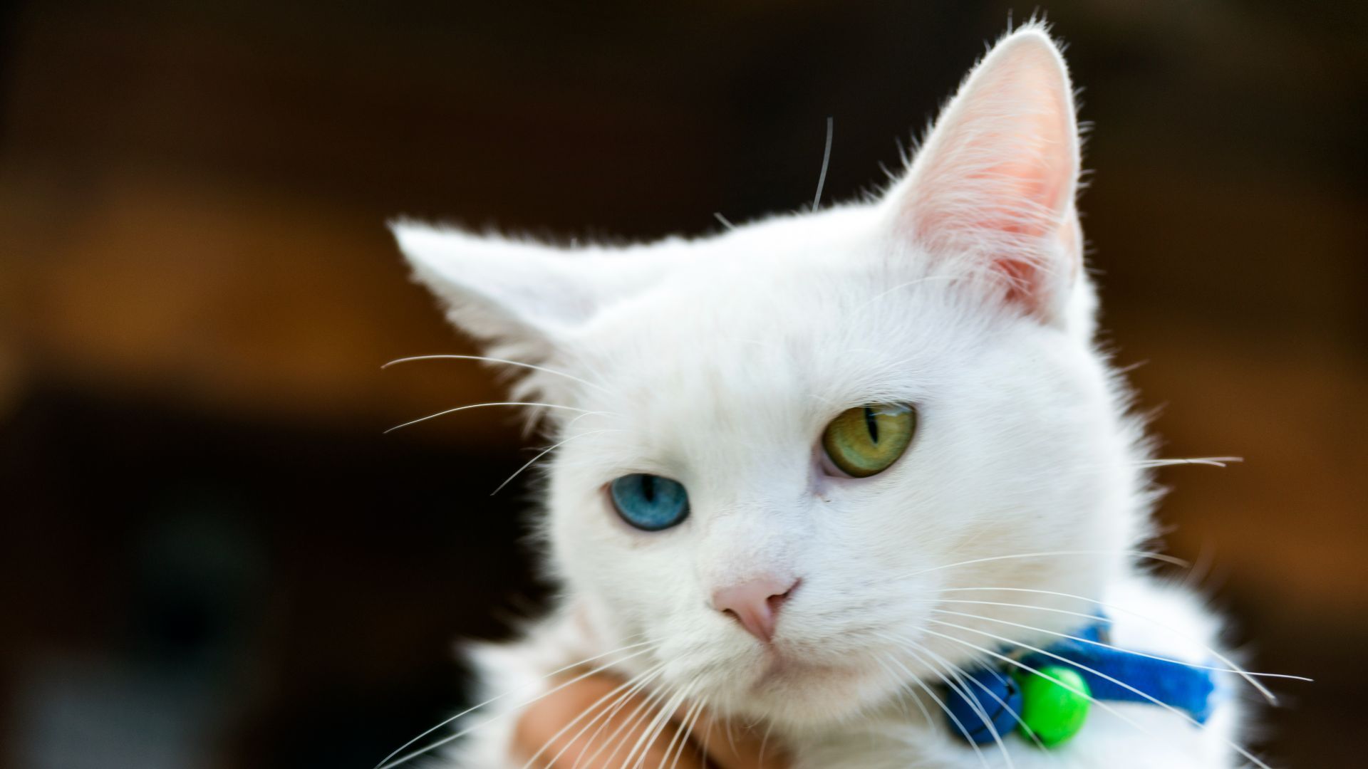 Easiest cat breeds to train