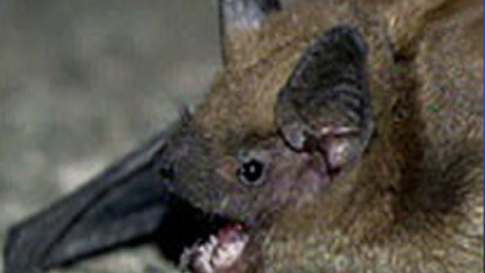 TCSO announces rabid bats in Tehama County, urging residents to take ...