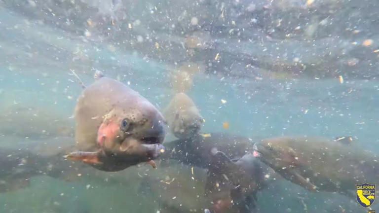 Nearly 6,000 rare rainbow trout rescued after getting stranded in ...