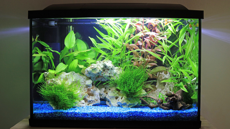 Here's what to do if your fish tank cracks
