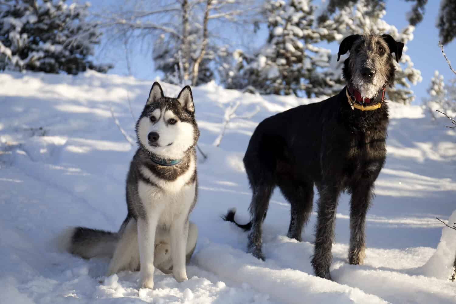 Great Danes are gentle giants, but these 9 large dog breeds are just as ...