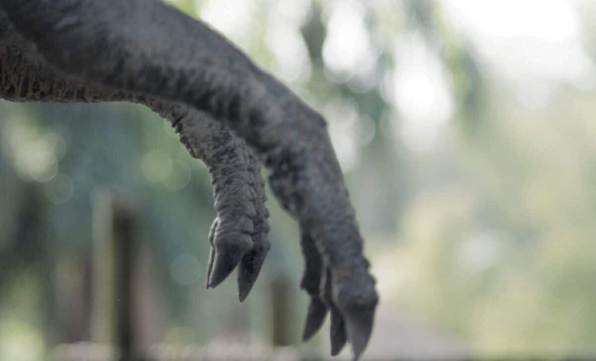 Scientists Found The Real Reason T. rex Had Tiny Arms May Have Nothing ...