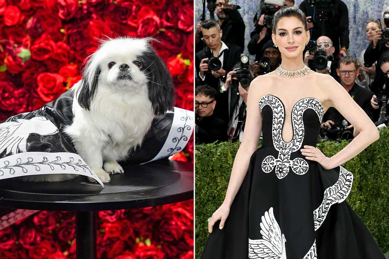 Fashionable dogs recreate the 2026 Met Gala’s most iconic looks at the ...