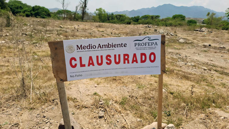 Tras denuncia, Profepa realiza acciones de protección para tortuga ...