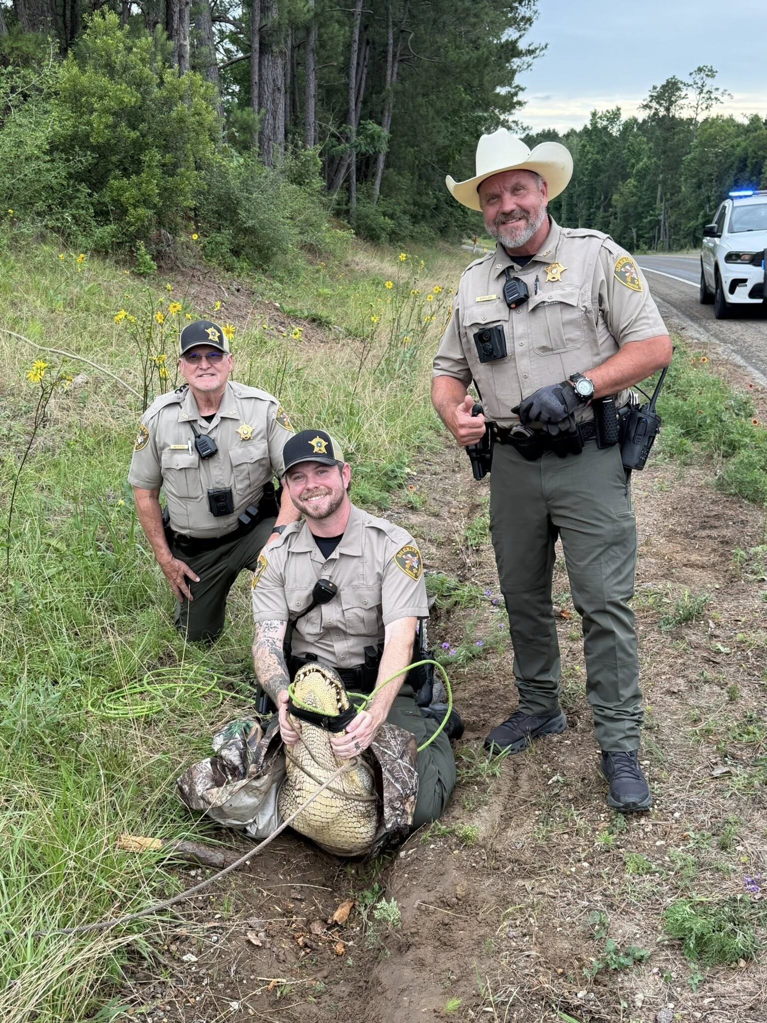 Later, gator: Jasper County deputies capture traffic-blocking reptile