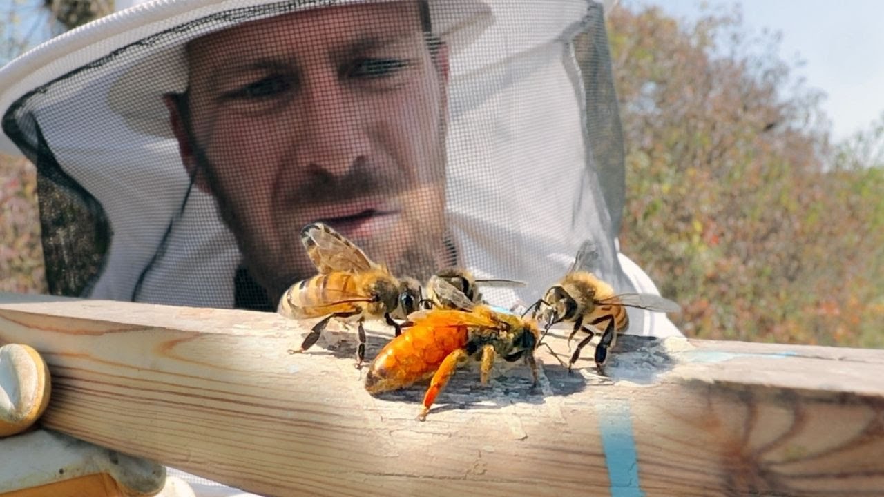 How bees save their precious queen