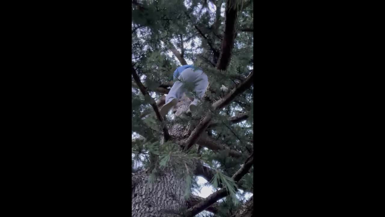 Young boy climbs tree to rescue two kittens stuck high in branches